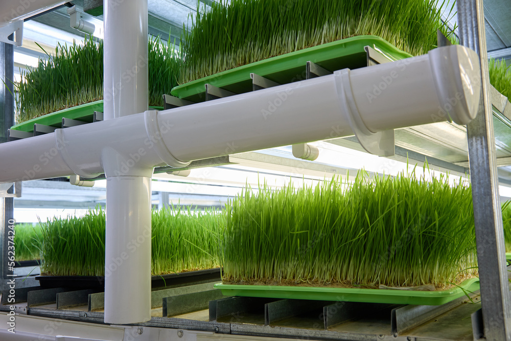 Wheat and other microgreens grow on a green farm on shelves with ...