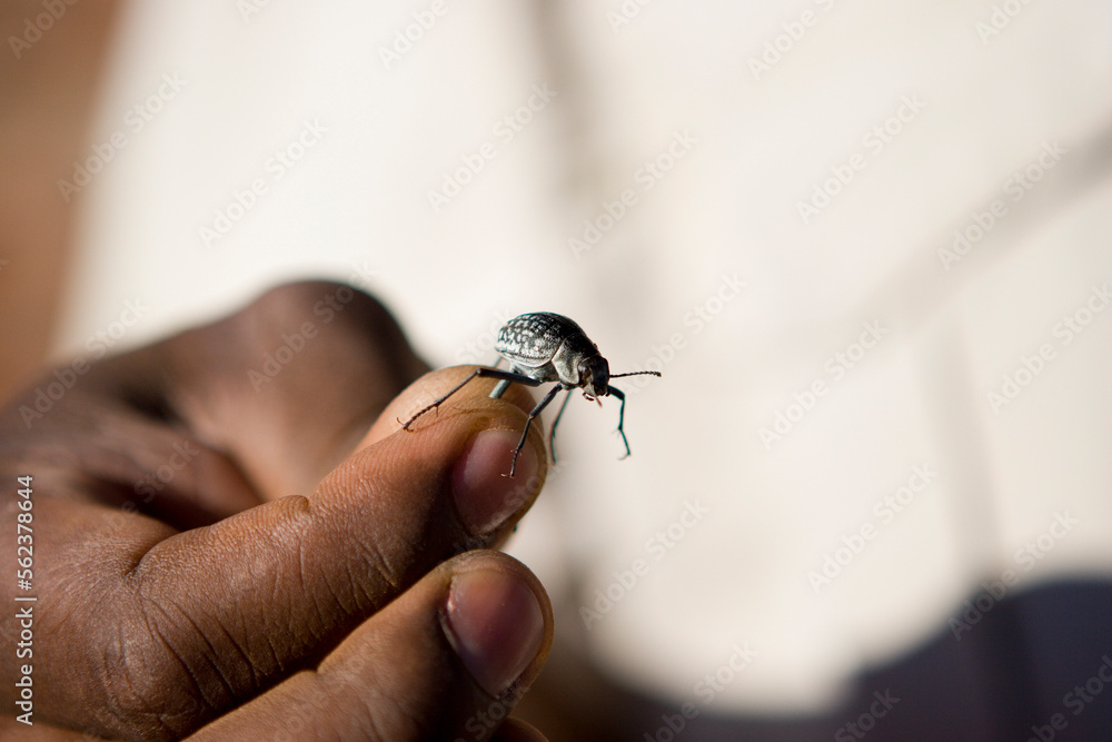 Man holds a tenebrionid beetle from the Namib desiert in Namibia ...