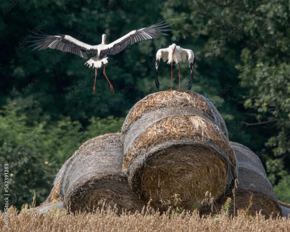 bocian w Polsce od wiosny do lata Stock Photo | Adobe Stock
