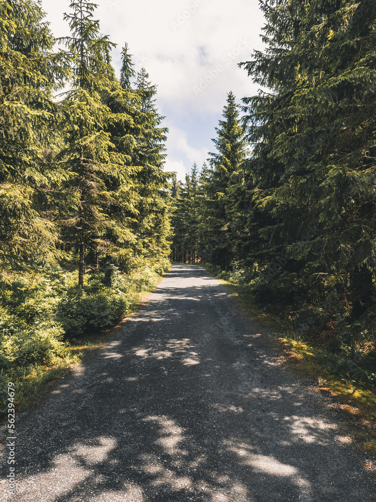 Rocky road in between pine trees in a forest in Šumava National Park ...