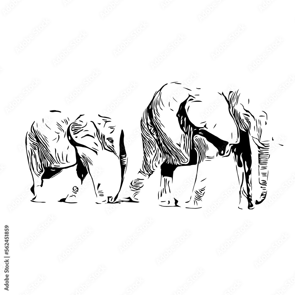 Black and white sketch of an elephant on a transparent background Stock ...