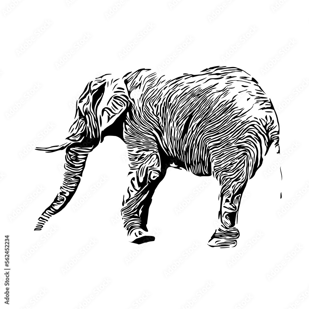 Black and white sketch of an elephant on a transparent background Stock ...