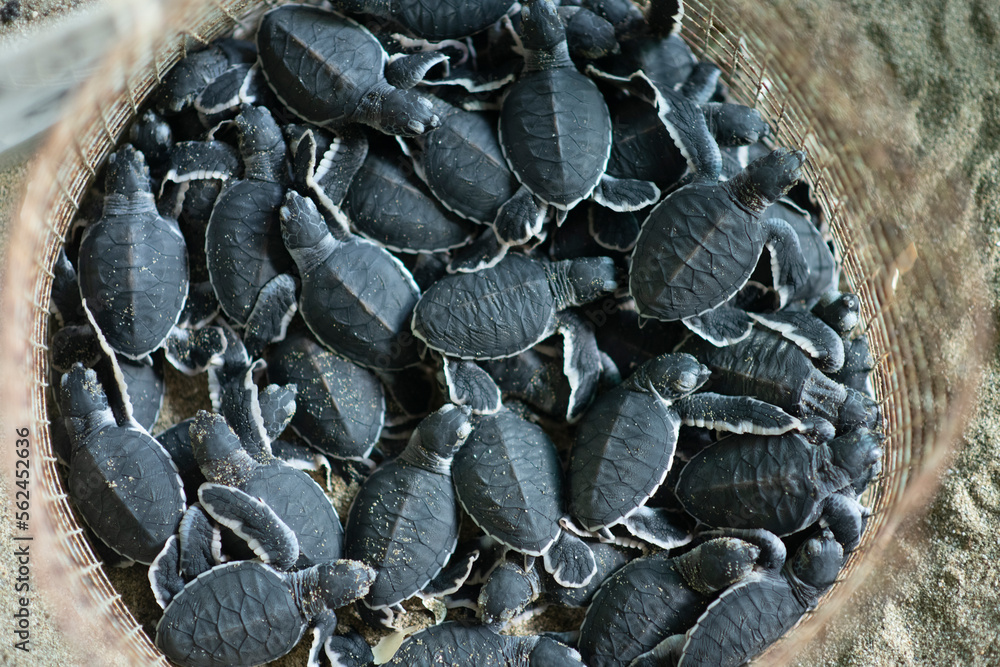 little green turtle hatchery Stock Photo | Adobe Stock