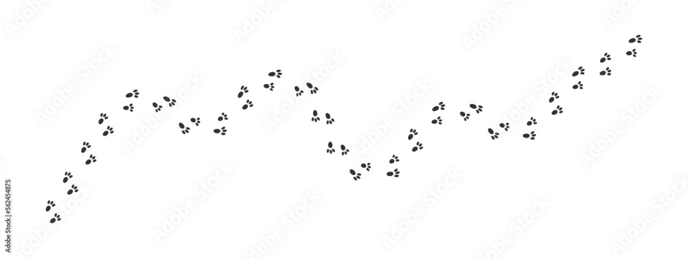 Bunny pawprints waving track. Hare feet steps. Wet or mud rabbit paw ...