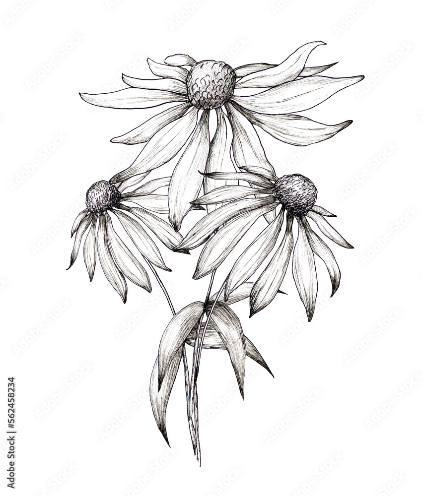 Echinacea drawing. Isolated flower and leaves. Herbal engraving style ...