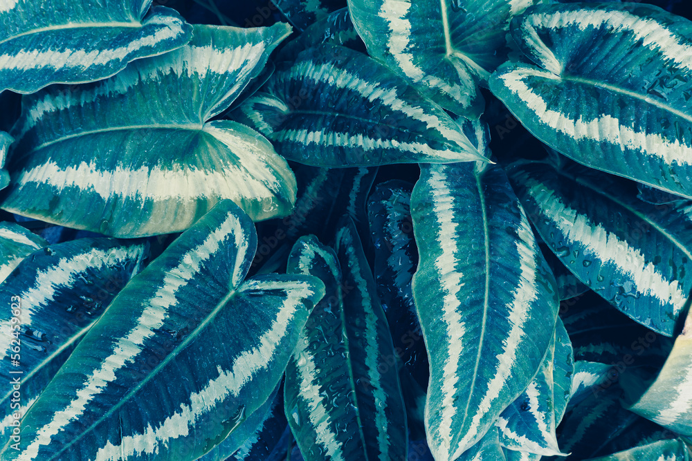 tropical leaves texture background, blue color toned Stock Photo ...