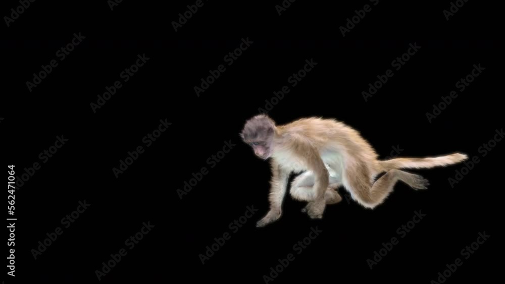 White-headed Capuchin, black monkey, monkeys Dance CG fur 3d rendering ...