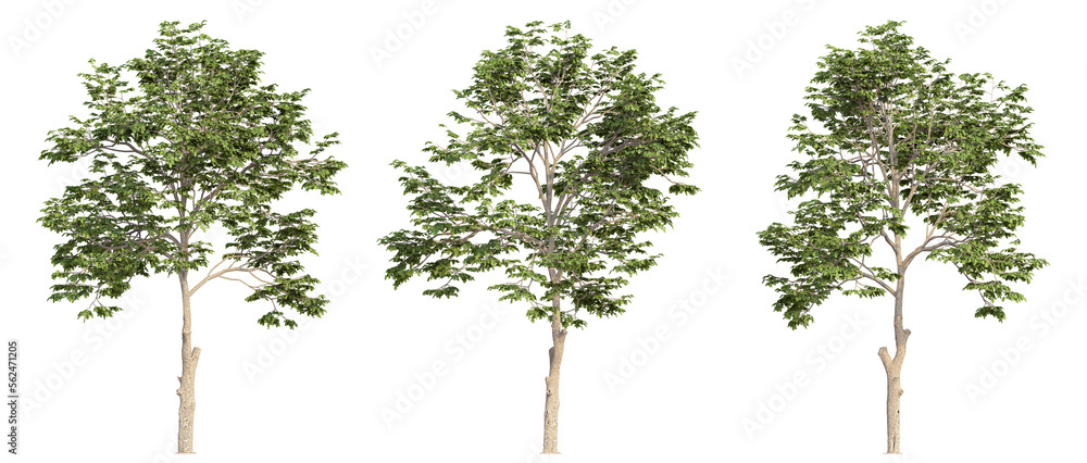 3D rendering of apple trees on transparent background, for illustration ...