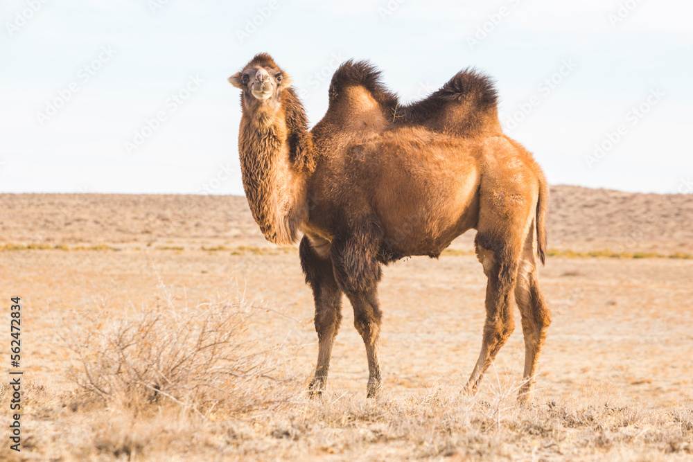 One Bactrian camel in steppe. Kazakhstan Stock Photo | Adobe Stock