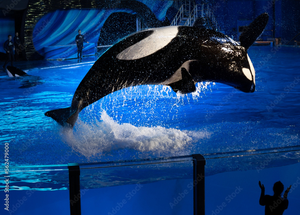 Orca whale jumping out of water at popular theme park in Orlando ...