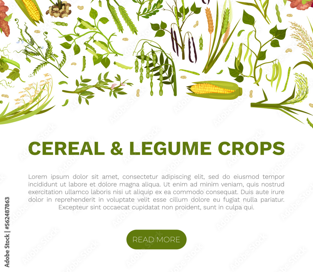 Organic Cereals and Legume Banner Design with Growing Crops and Plant ...