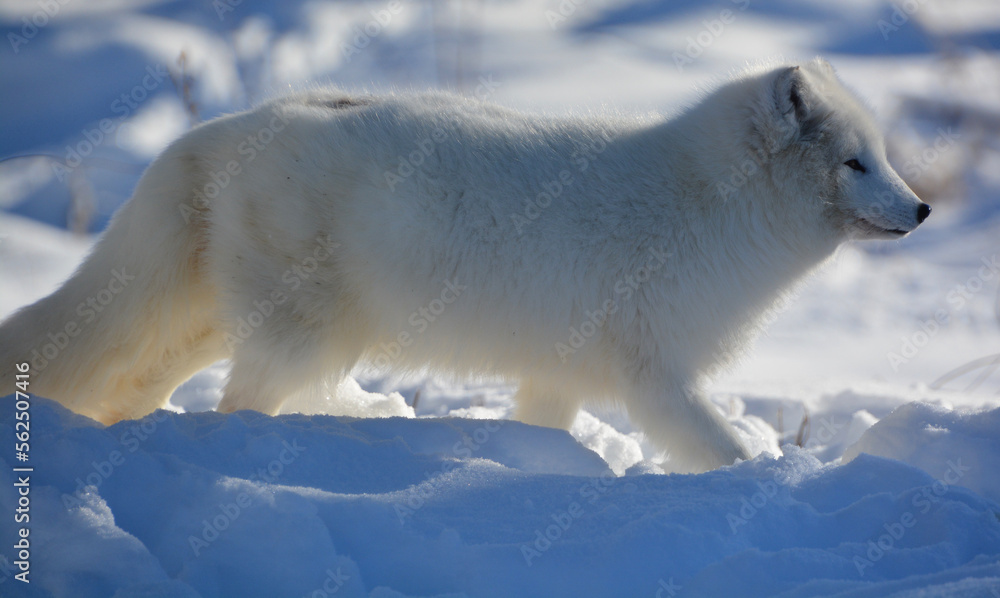 Póster In winter arctic fox (Vulpes lagopus), also known as the white ...