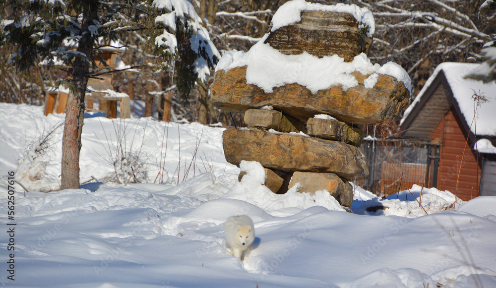 Póster In winter arctic fox (Vulpes lagopus), also known as the white ...