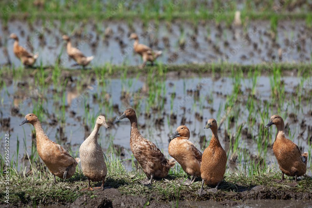 Flock of domestic ducks in Balinese rice field eating algae and insect ...