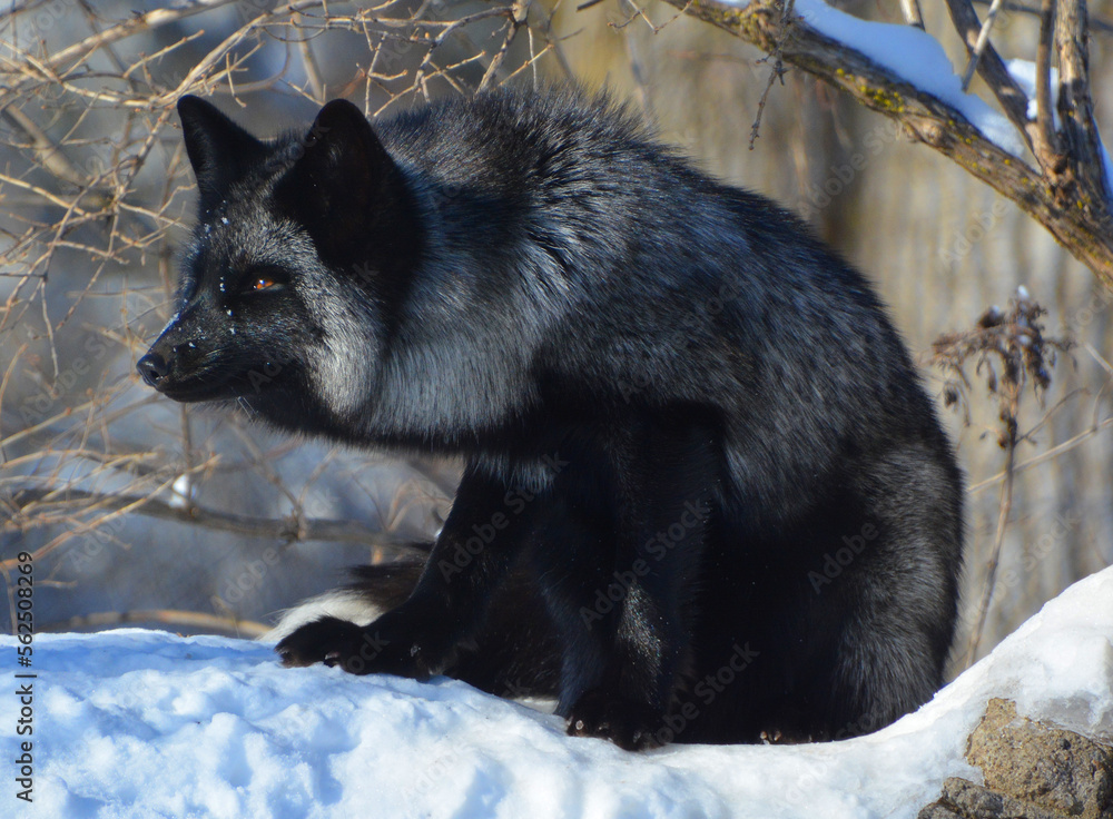Foto de The silver fox is a melanistic form of the red fox (Vulpes ...
