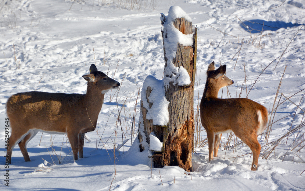 Deer are the ruminant mammals forming the family Cervidae. Species in ...
