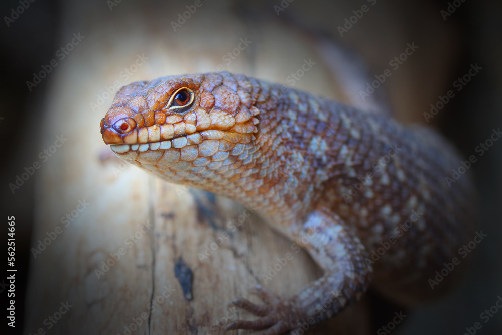 The Sandfish Skink - Scincus Scincus is native to the Sahara Desert and ...