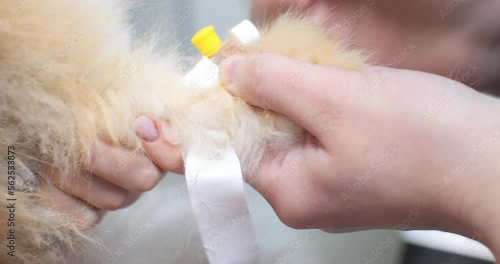 The veterinarian removes the intravenous catheter from the dog's paw ...