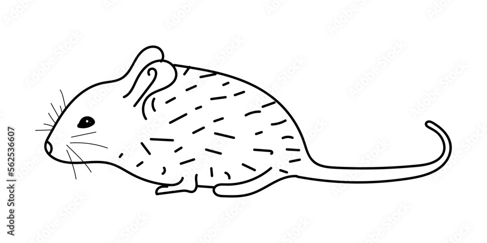 Hand drawn mouse vector illustration. Hand sketch illustration of rat ...