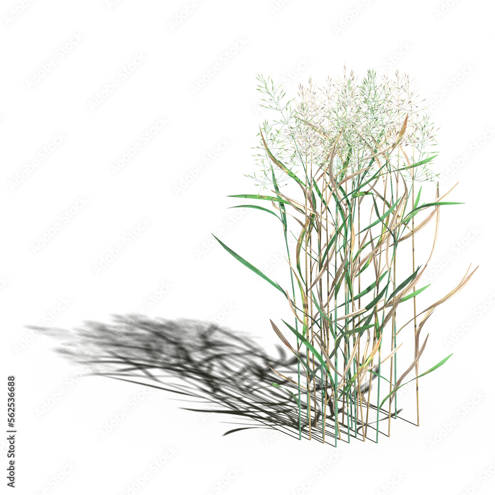 wild field grass with a shadow under it, isolated on a transparent ...