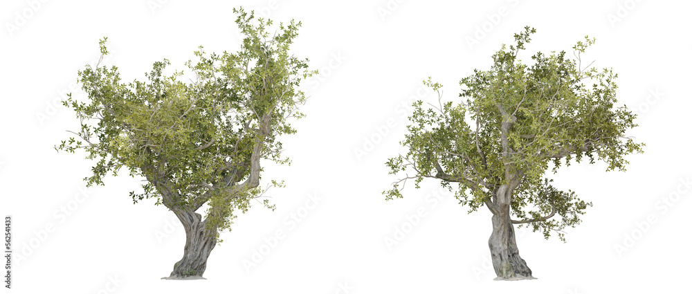 Isolated trees on transparent background PNG file Stock Illustration ...