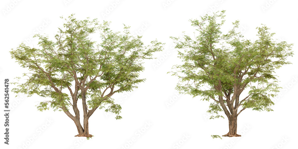Isolated trees on transparent background PNG file Stock Illustration ...