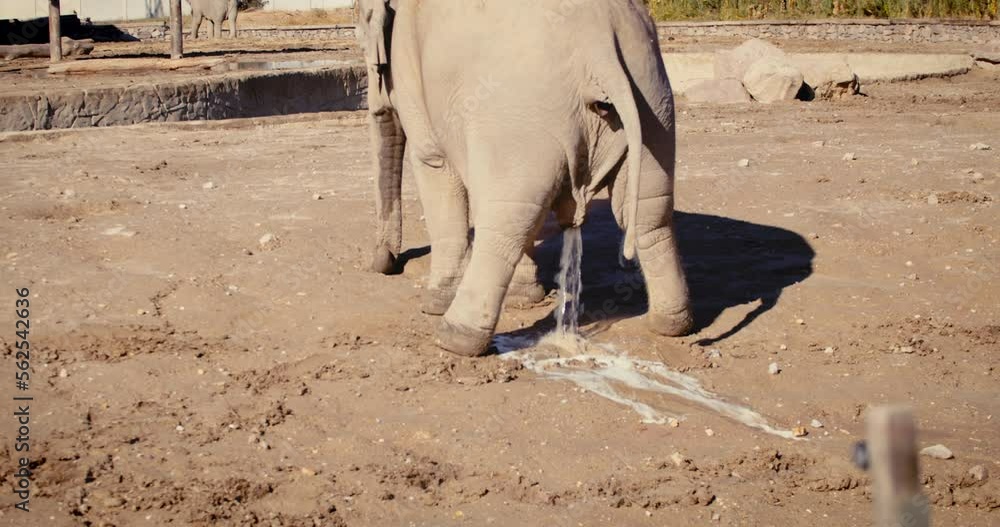 Adult Elephant pooping delivering feces and urinates, rear side shot ...