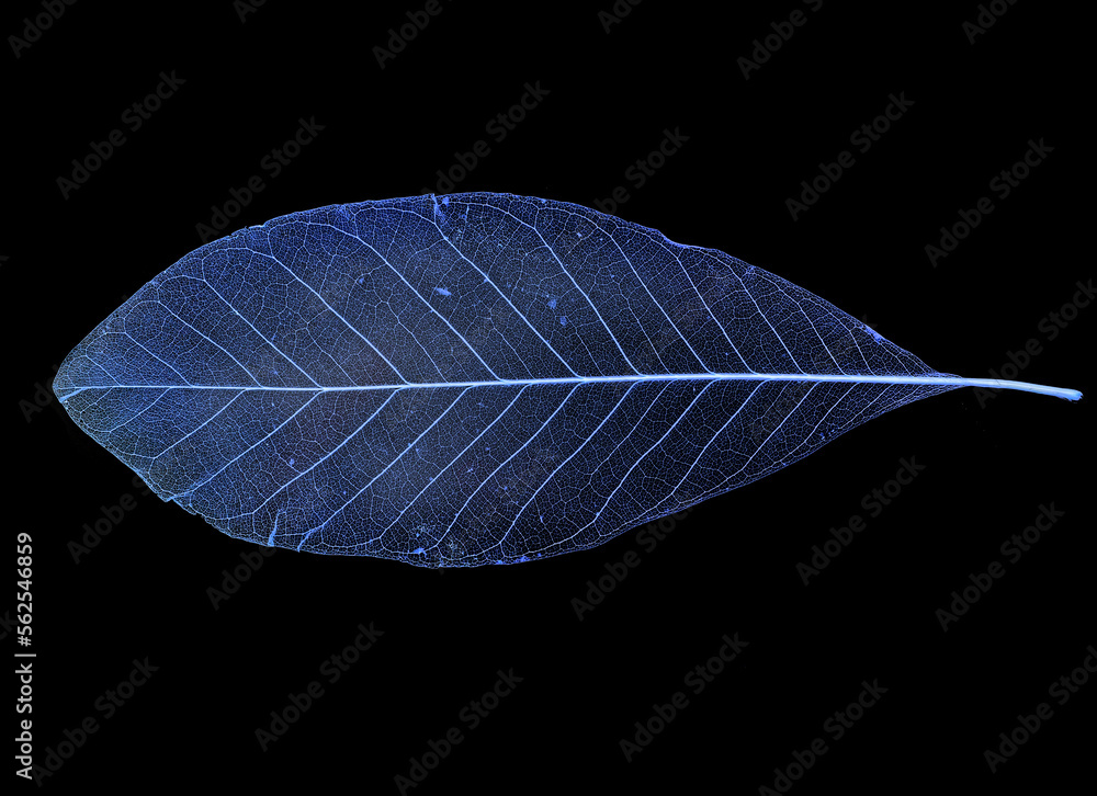 leaf texture pattern, leaf background with veins and cells - macro ...