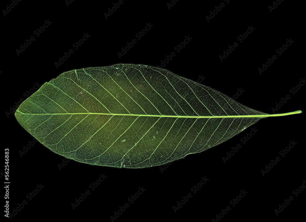leaf texture pattern, leaf background with veins and cells - macro ...