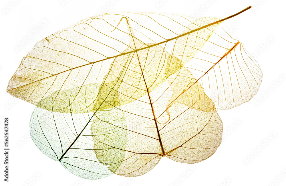 leaf texture pattern, leaf background with veins and cells - macro ...