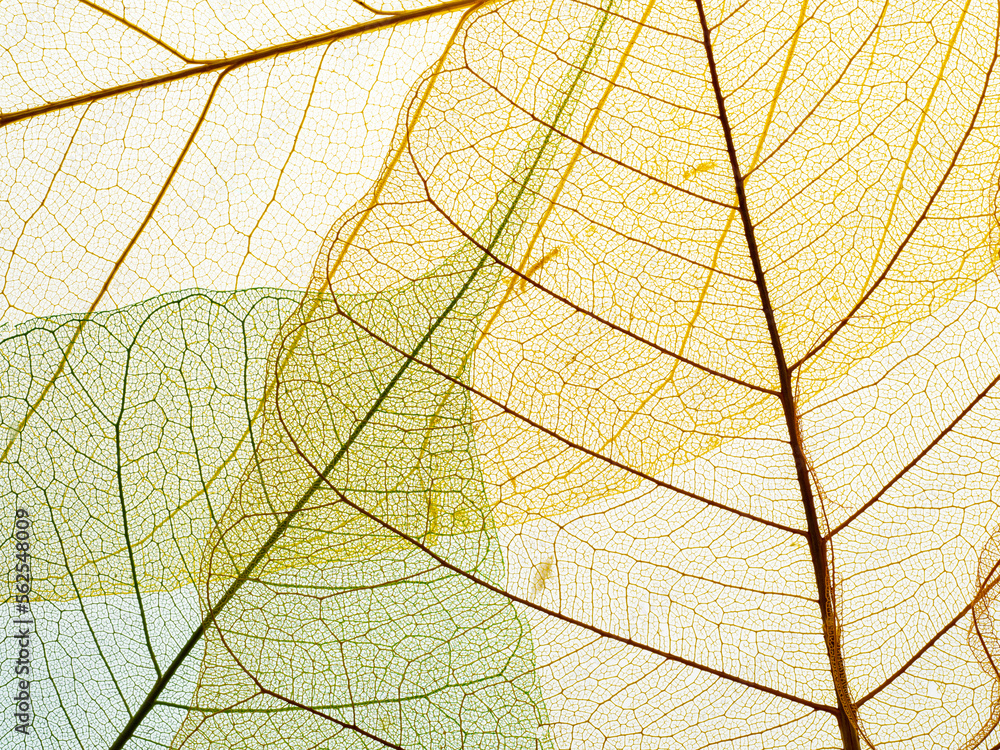 leaf texture pattern, leaf background with veins and cells - macro ...