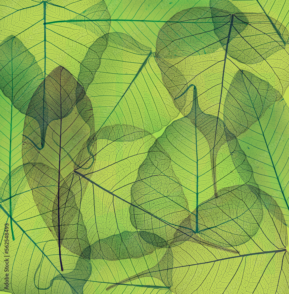 leaf texture pattern, leaf background with veins and cells - macro ...