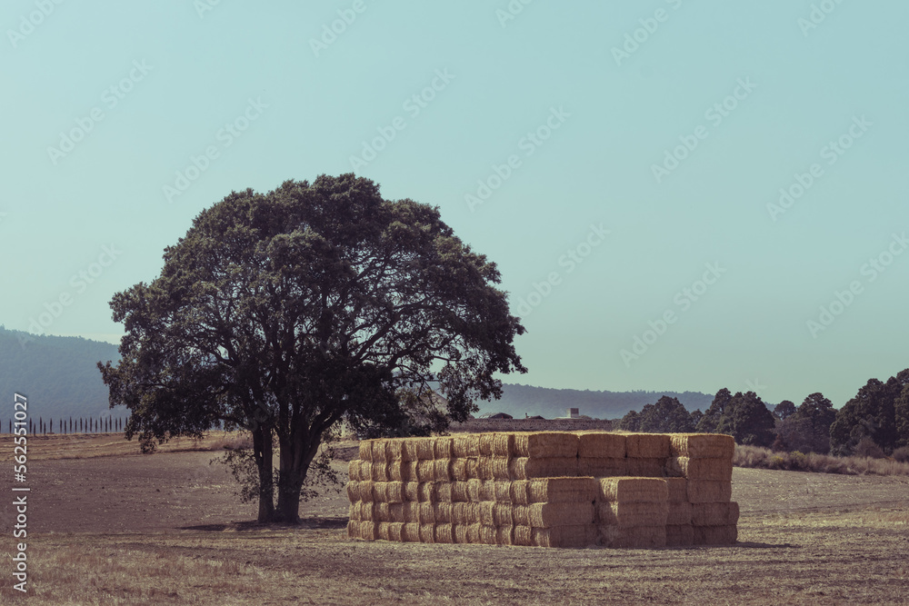 Foto de Paisajes rurales, Paisajes Mexicanos. do Stock | Adobe Stock