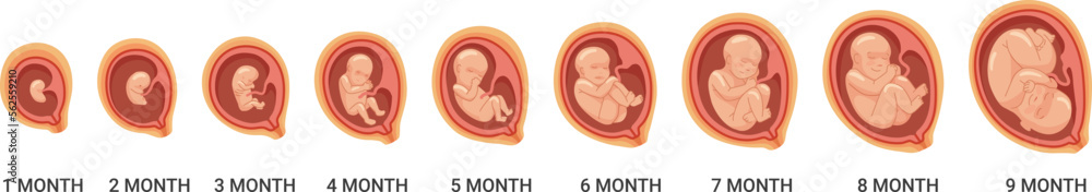 Fetal stages. Human embryo growth process. Pregnancy cartoon icon Stock ...