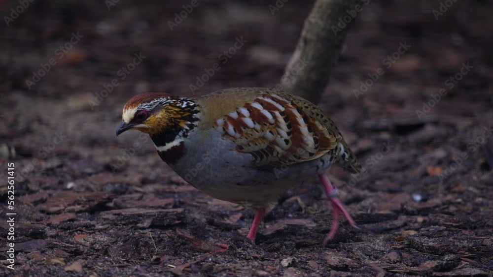 White-necklaced partridge close up. White-necklaced partridge ...