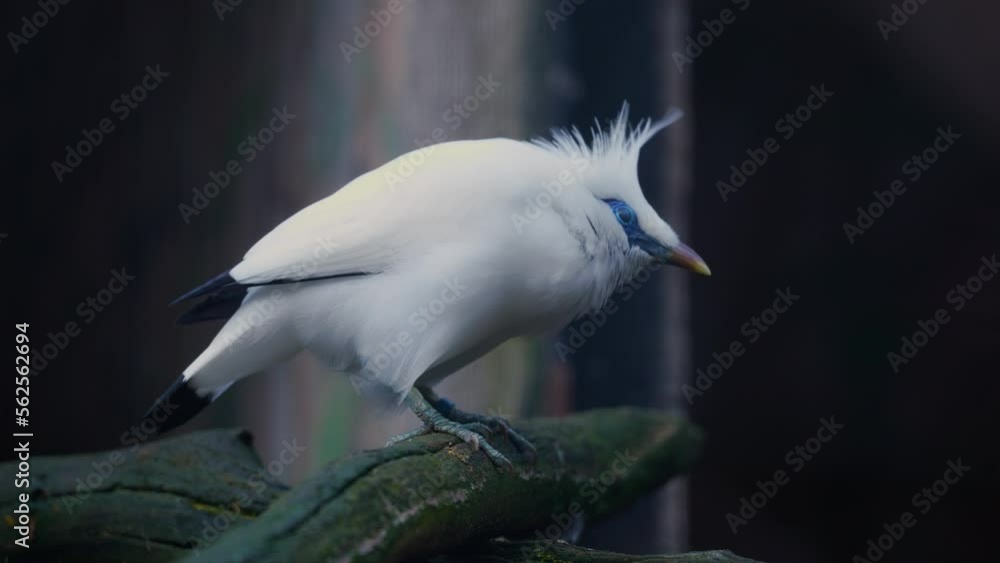 The Bali myna bird close up. The Bali myna (Leucopsar rothschildi ...
