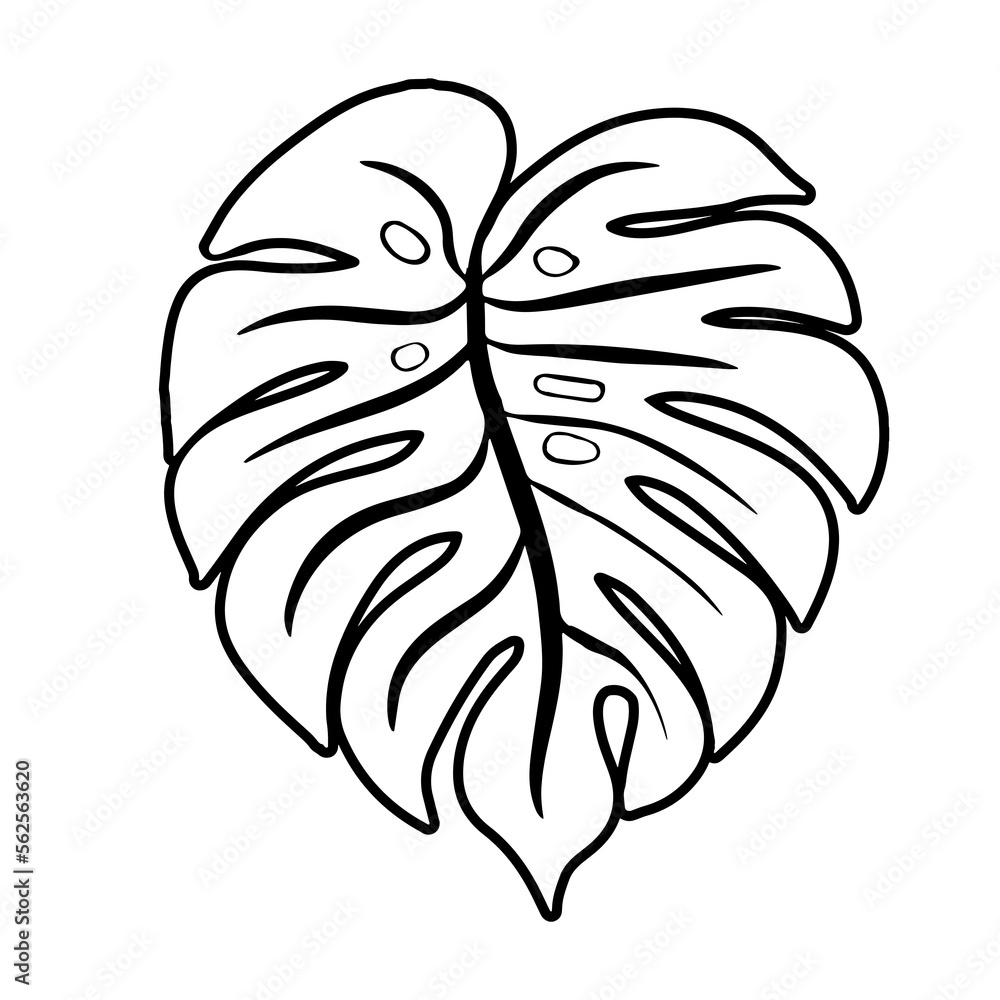 Adam's Rib Leaf outline. Monstera holed leaf . PNG illustration ...