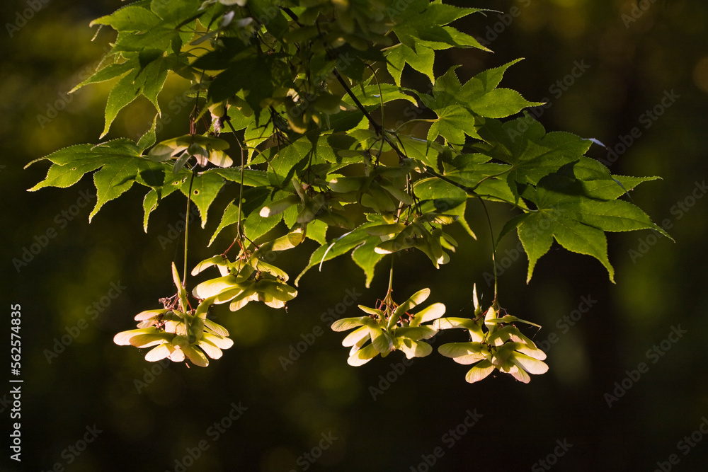 Backlit Japanese Maple (Acer palmatum) leaves and seed pods, Washington ...