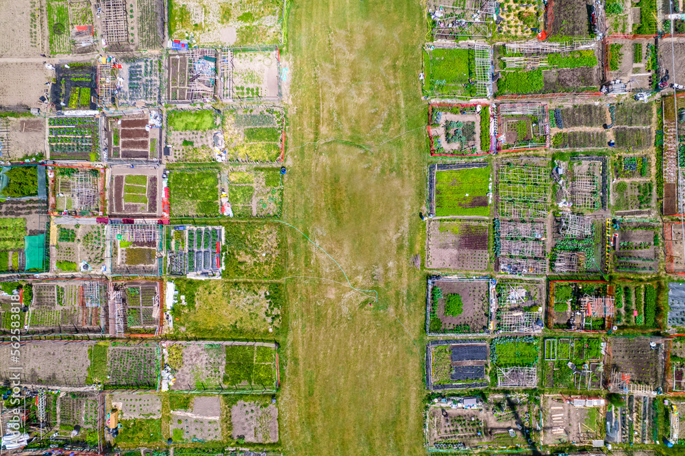 Urban gardening and farming aerial view. Urban oases in summer day ...