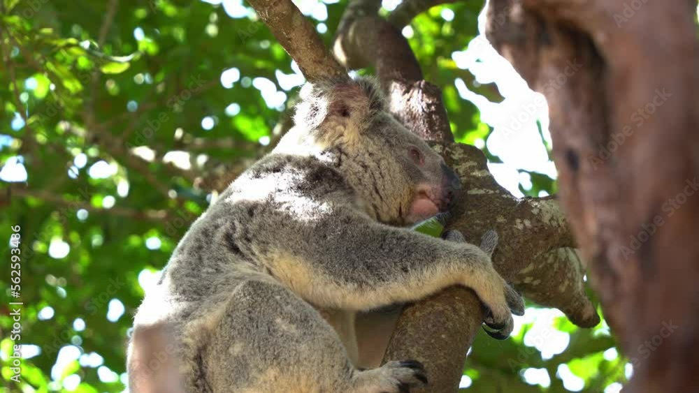 Close up shot capturing a sleepy koala, phascolarctos cinereus on top ...