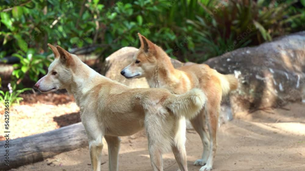 Close up shot of Australian native wildlife species, two Australia's wild dogs, dingo, canis ...