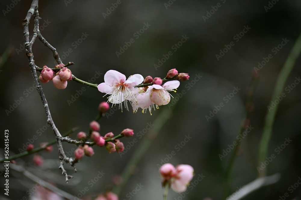 Japanese apricot ( Ume ) blossoms. Ume, which blooms before the leaves ...