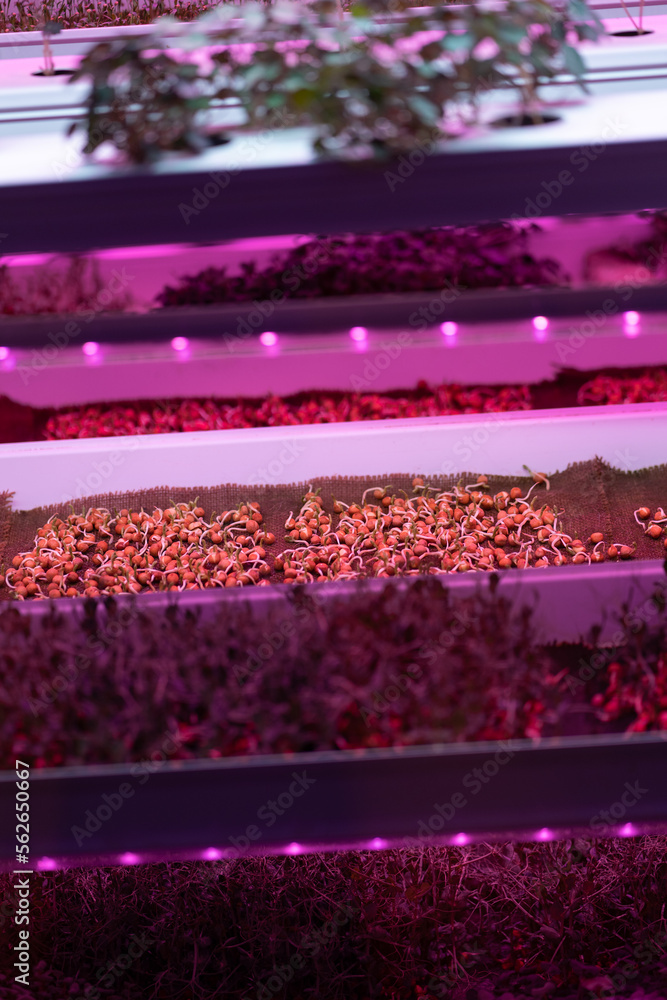 Germinating pea seeds without soil under LED grow light in hydroponic ...