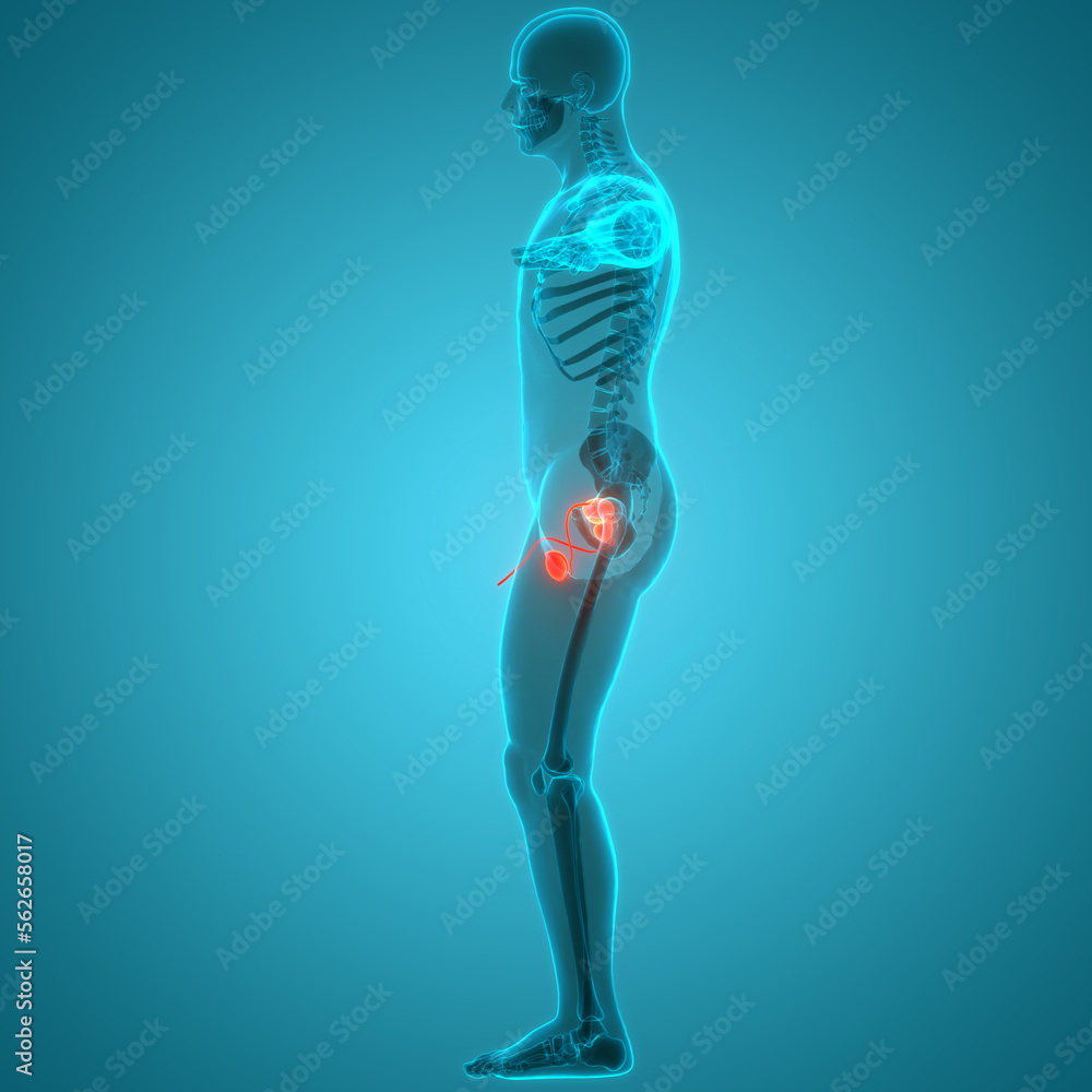 Male Reproductive System Anatomy Stock Illustration | Adobe Stock