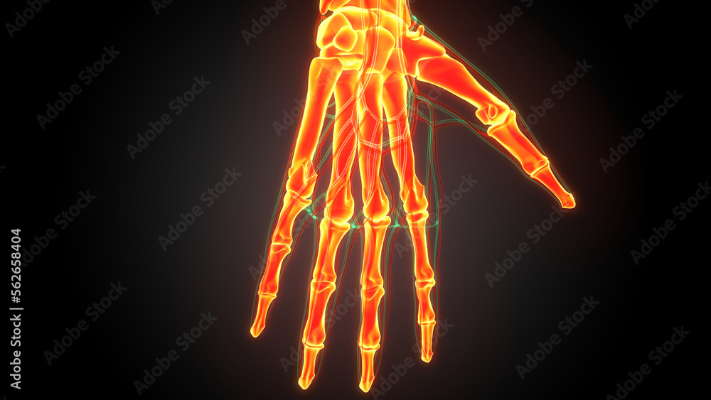 Human Skeleton System Palm Hand Bone Joints Anatomy Stock Illustration ...