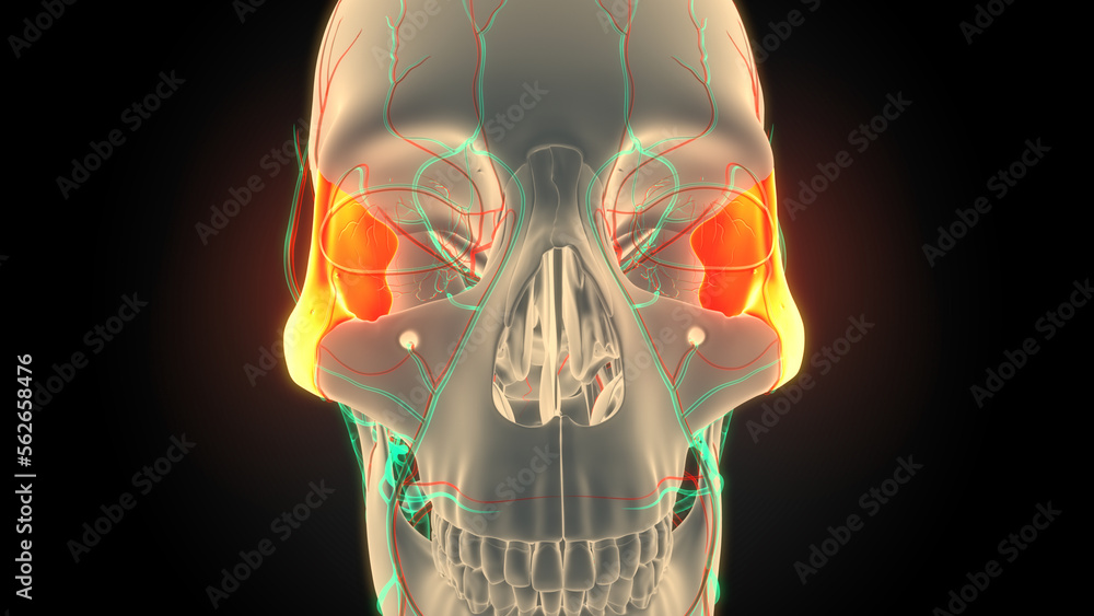 Human Skeleton System Skull Bone Parts Zygomatic Bone Anatomy Stock ...