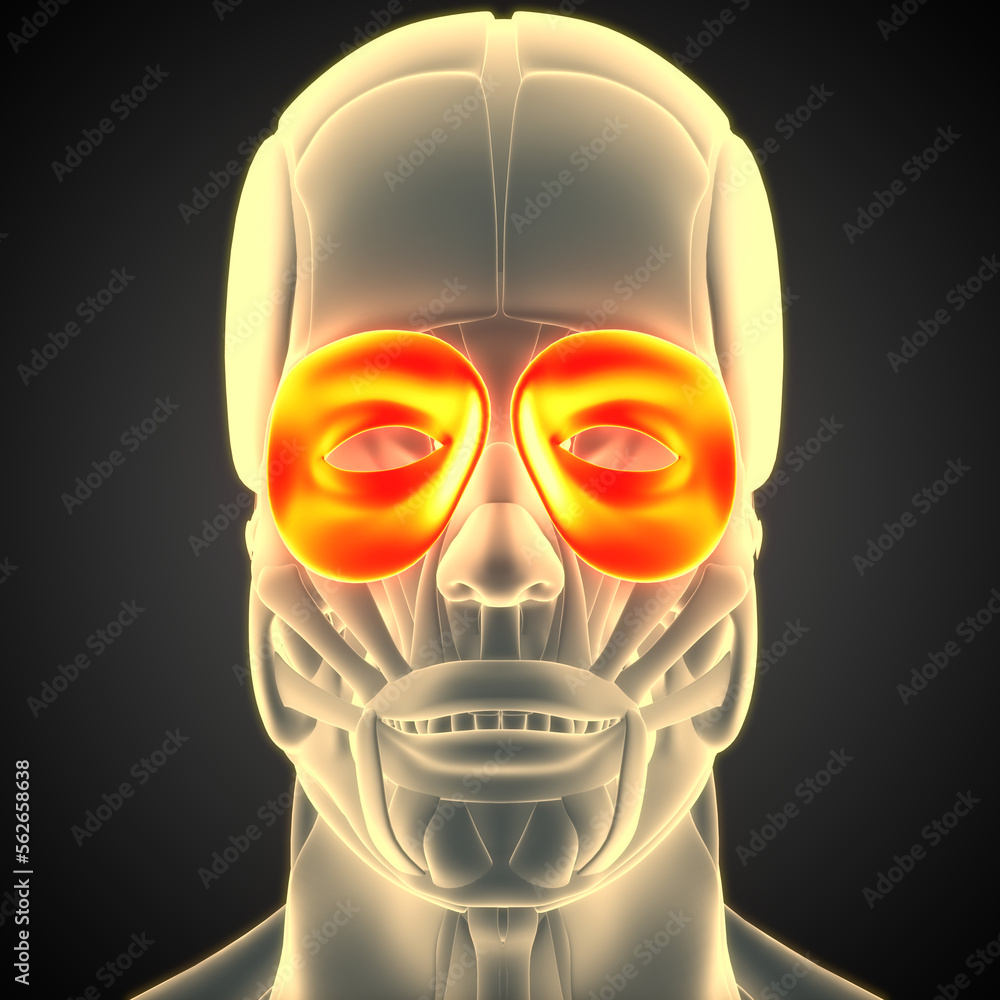 Orbicularis Oculi Muscle