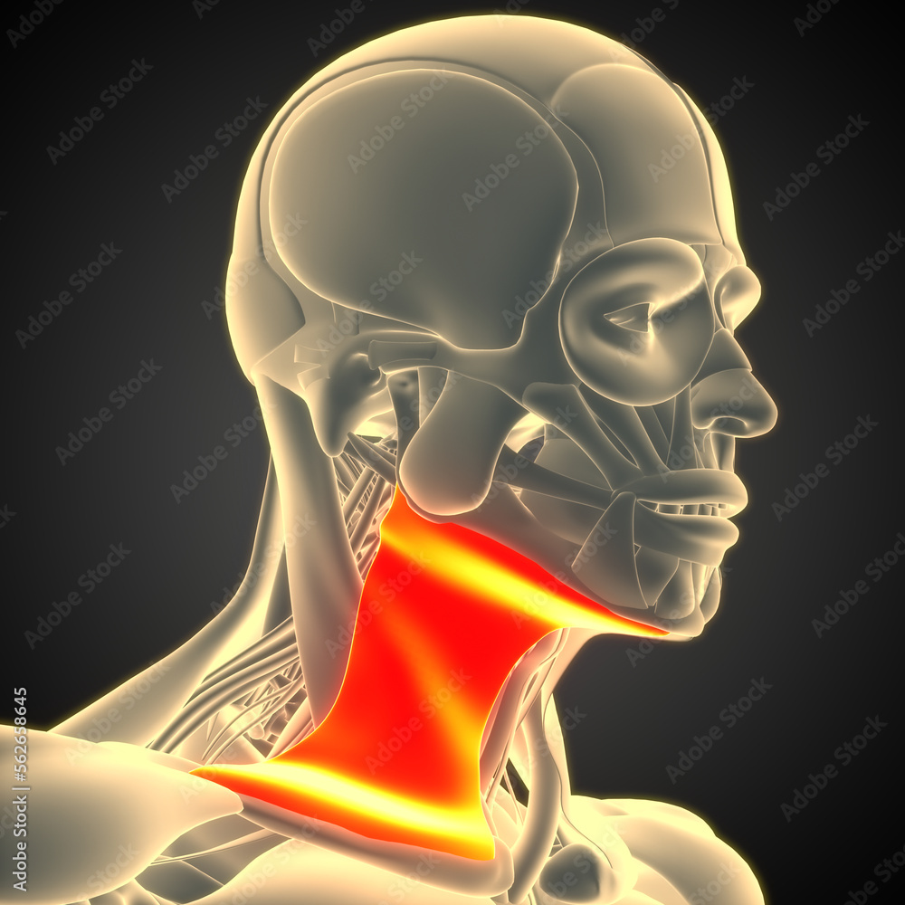 Human Body Muscular System Head Muscles Platysma Muscle Anatomy Stock ...