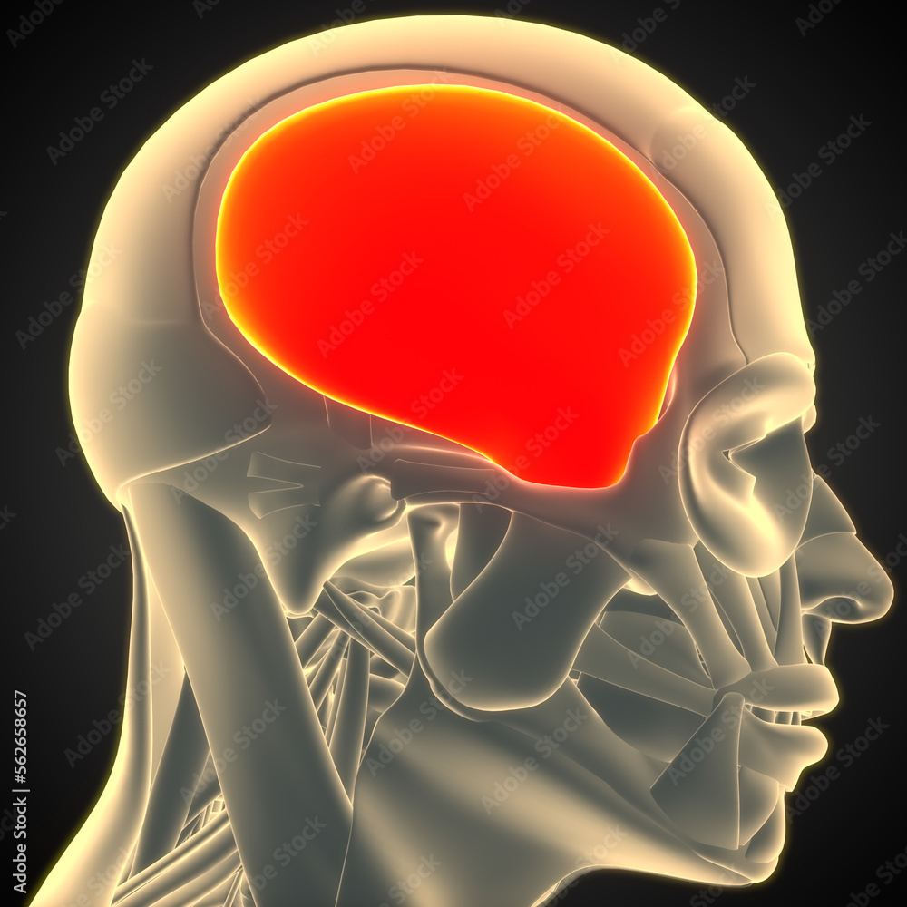 Human Body Muscular System Head Muscles Temporal Muscle Anatomy Stock ...