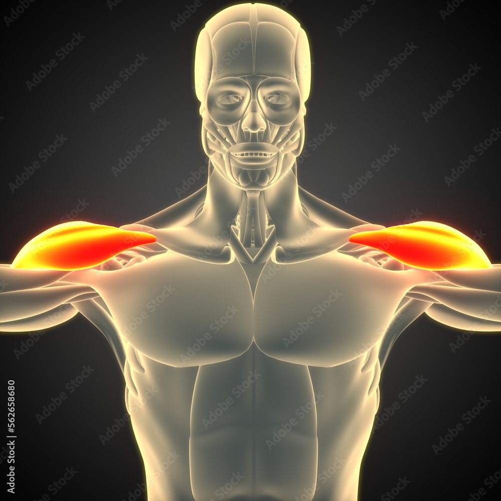 Human Muscular System Arm Muscles Deltoideus Muscle Anatomy Stock ...